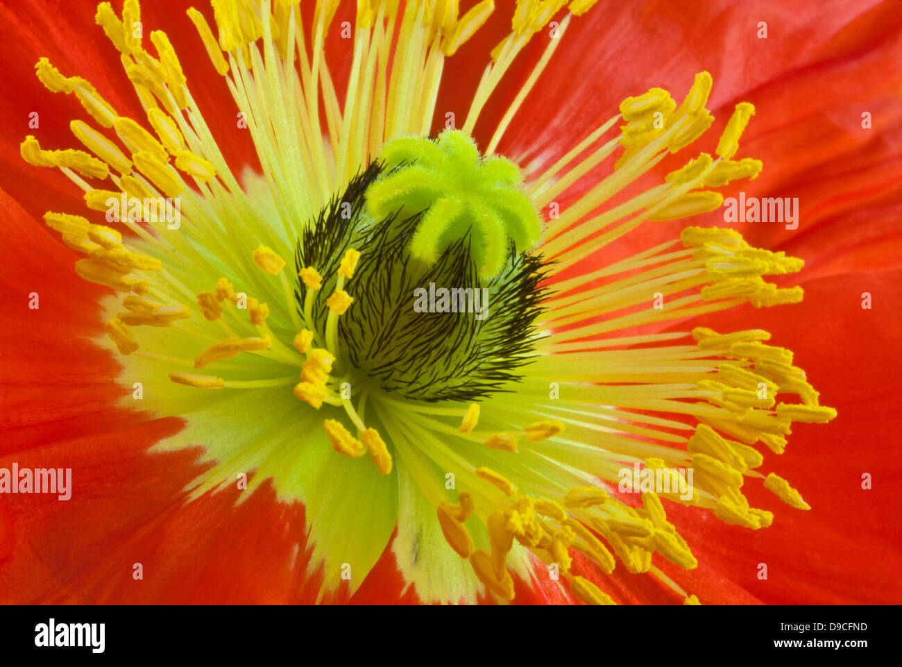 Spiky poppy plant hi-res stock photography and images - Alamy
