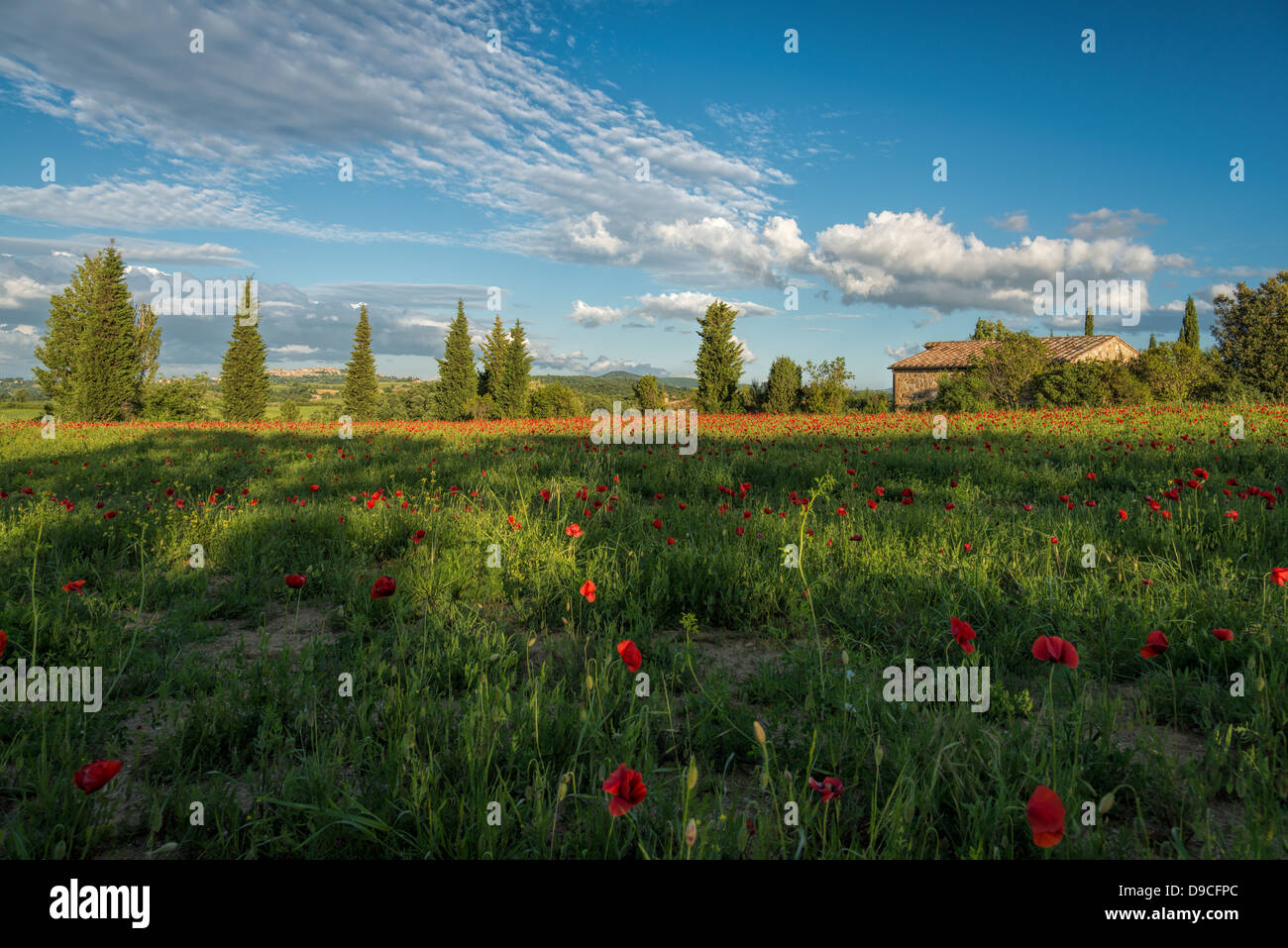 Italian cypress trees poppy flowers hi-res stock photography and images ...