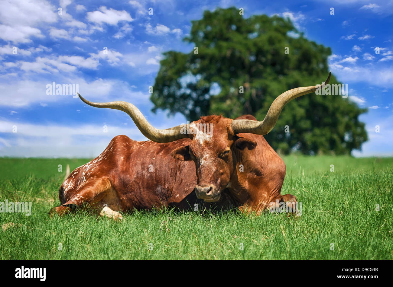 Texas Longhorn sleeping on pasture on a sunny summer day Stock Photo ...