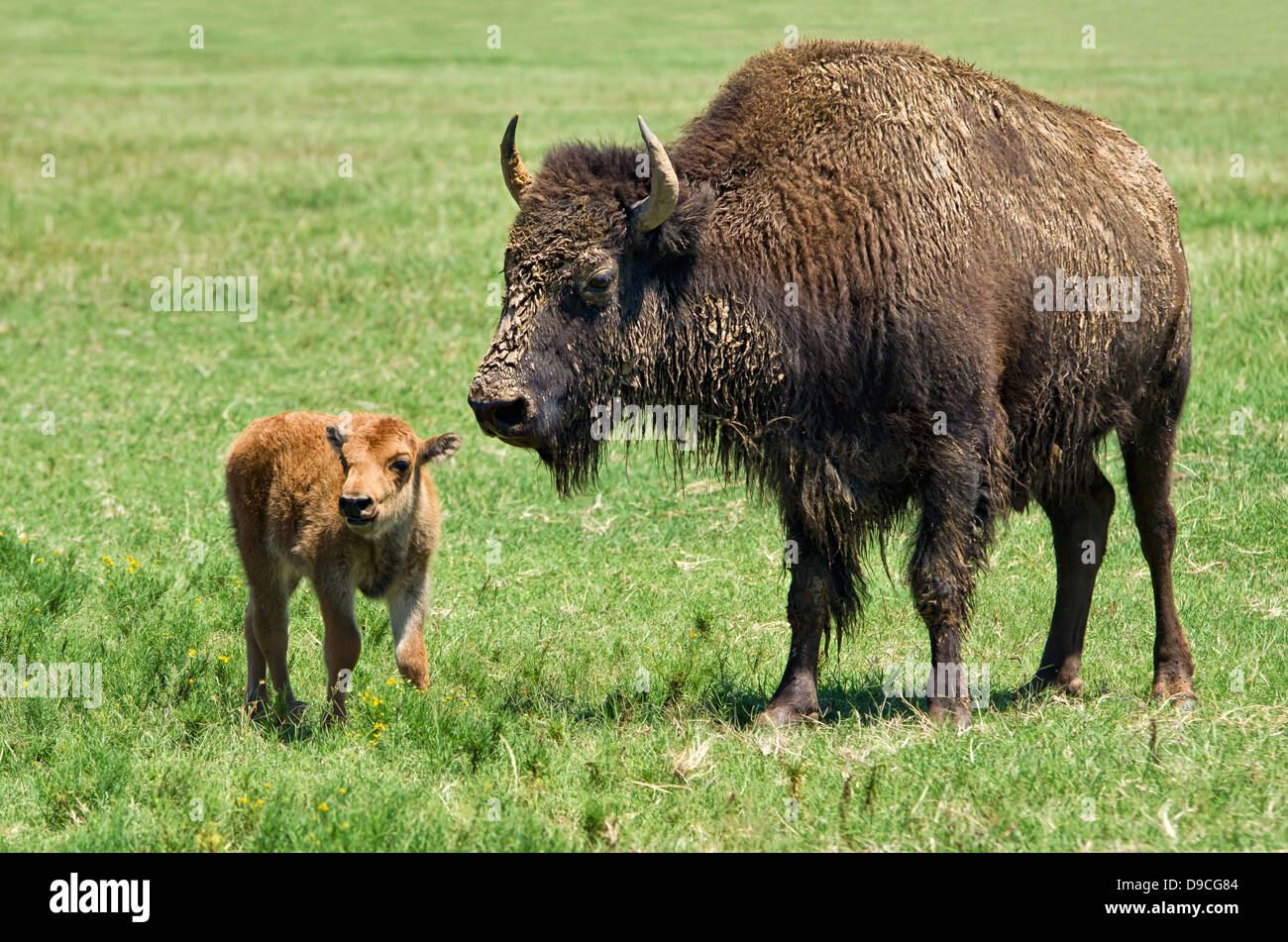 Buffalo cow and a calf on the meadow Stock Photo - Alamy