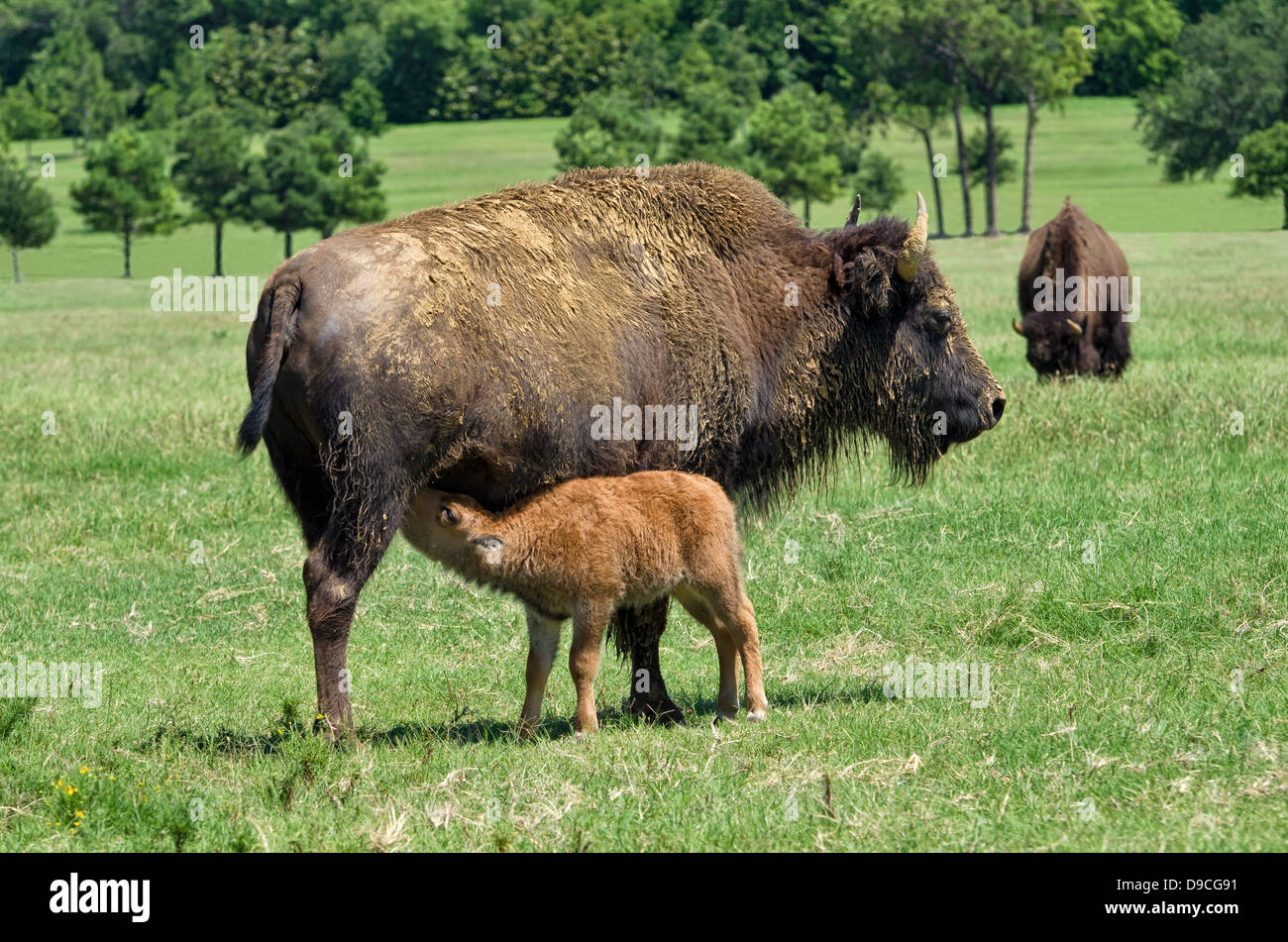 Cow nursing hi-res stock photography and images - Alamy