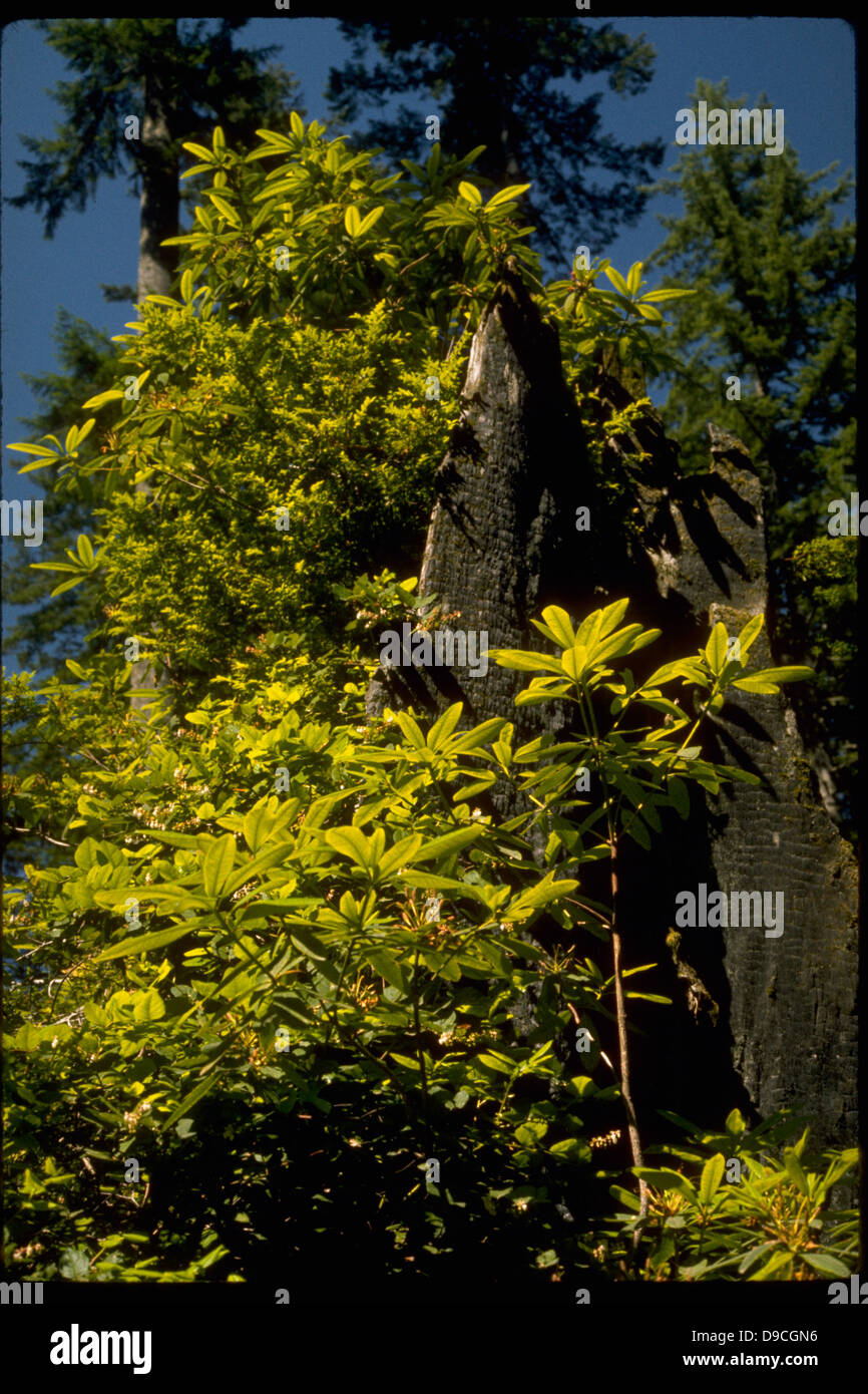 Redwood National Park in California is home to the tallest trees in the ...