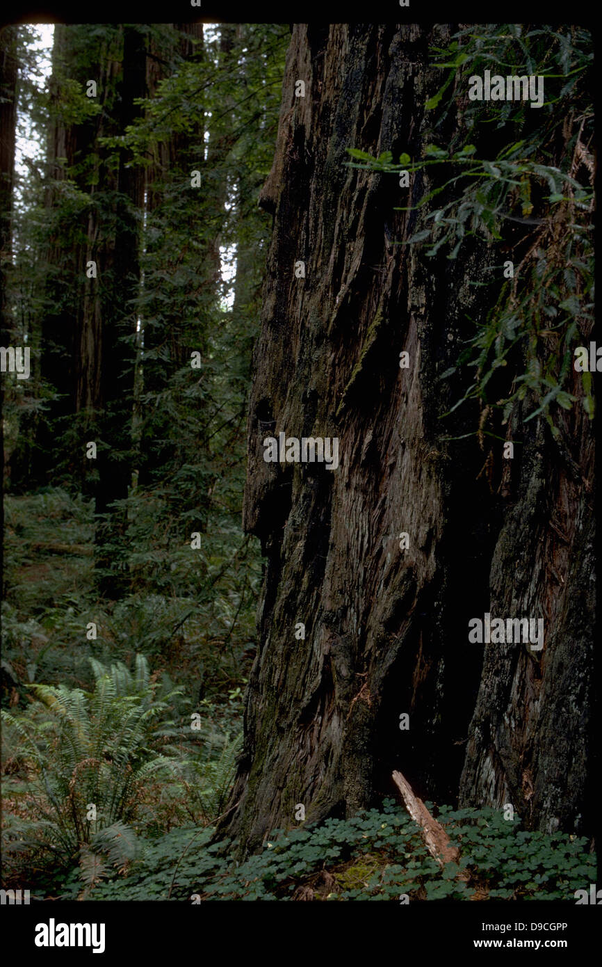 Redwood National Park in California preserves the tallest trees on ...