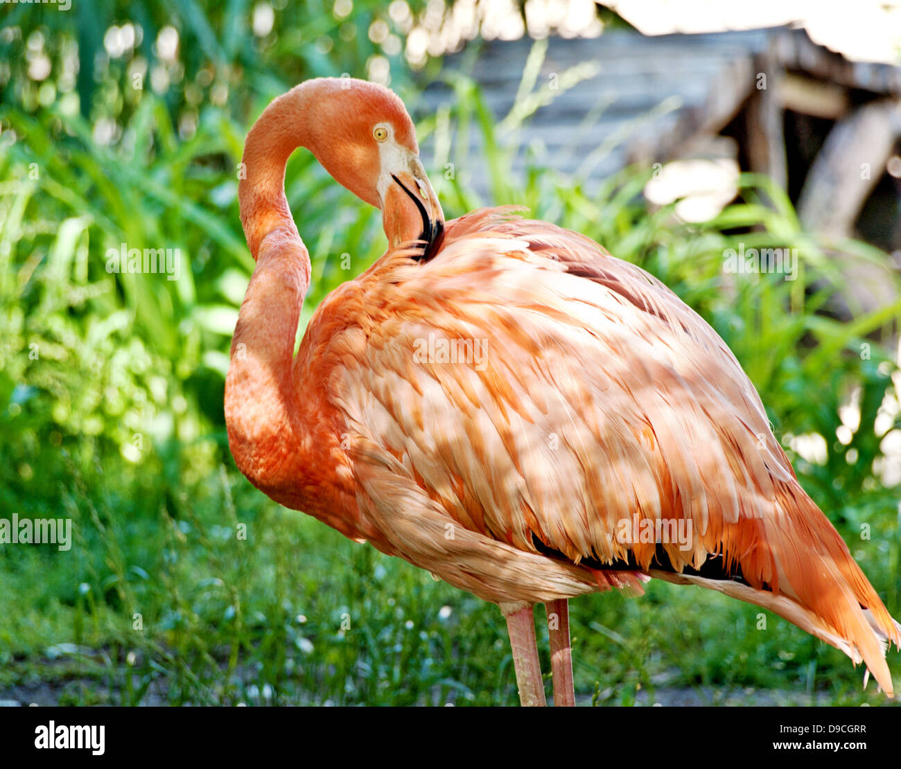 Fauna feather hi-res stock photography and images - Alamy