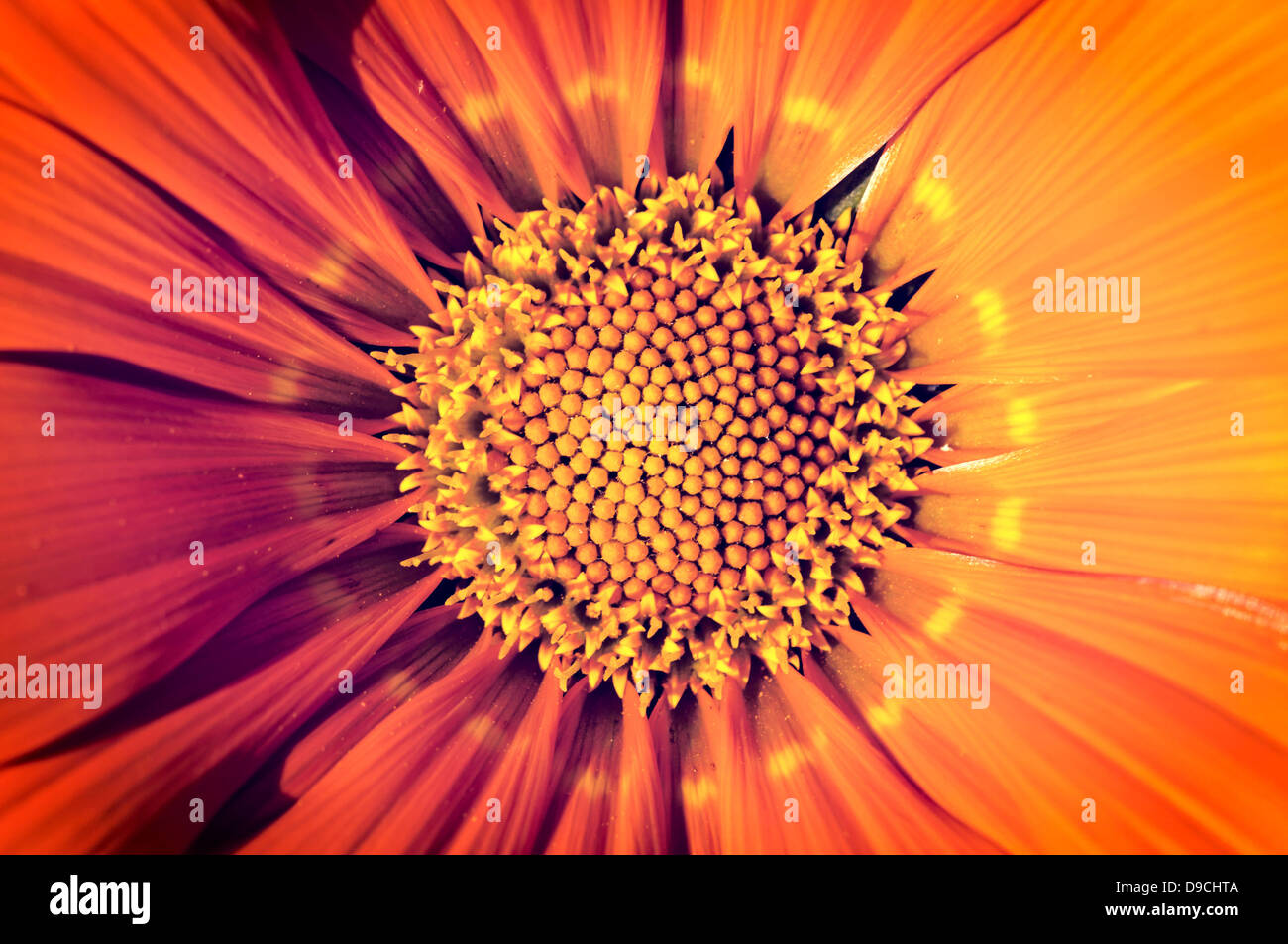 Macro shoot of the pollen in a flower Stock Photo - Alamy