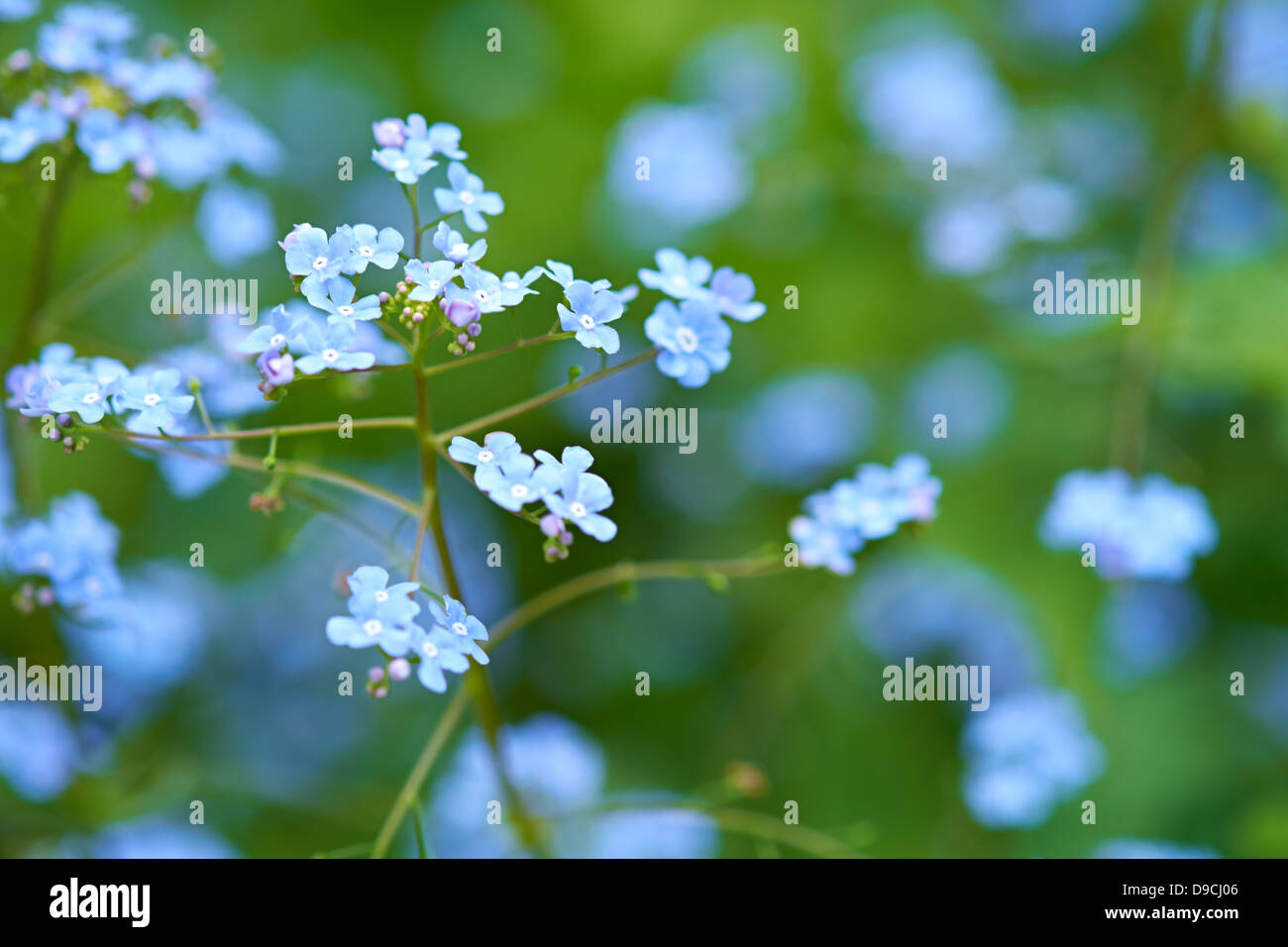 Blue flower border hi-res stock photography and images - Alamy