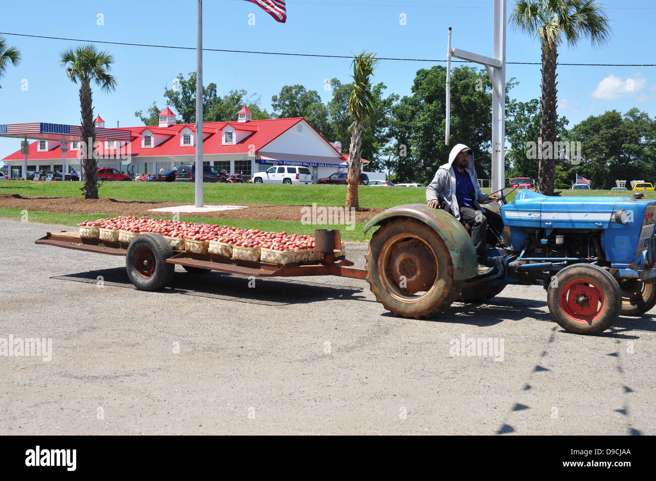 A tractor bringing in the Peach harvest Stock Photo - Alamy