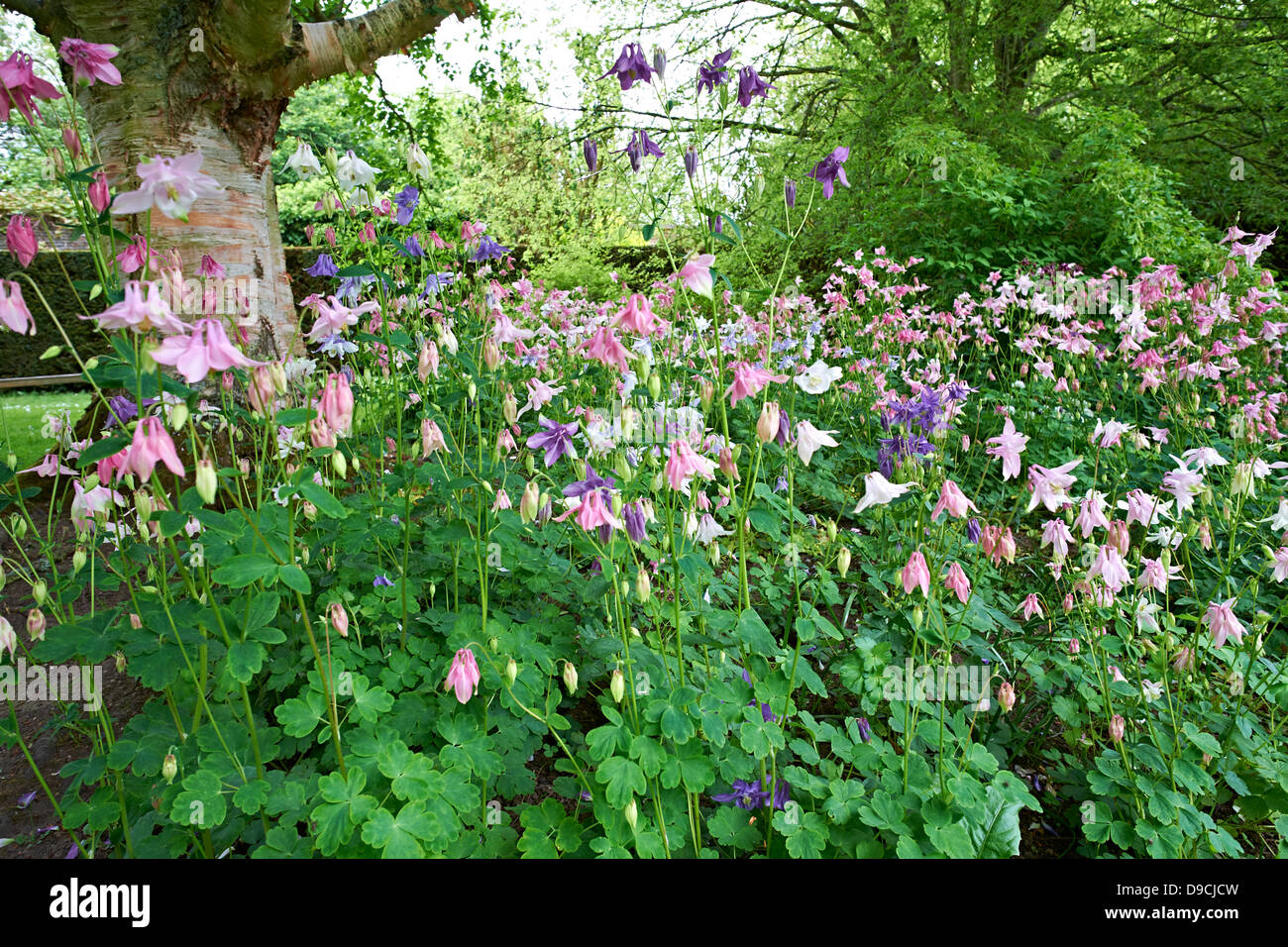 Columbine Flowers under a tree at Wallington Hall gardens in ...