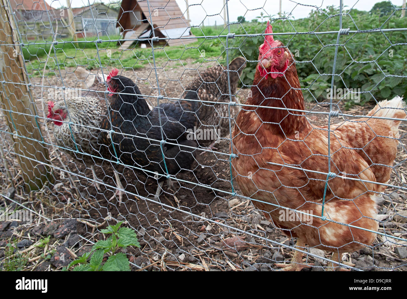 Free range chickens hen coup hi-res stock photography and images - Alamy