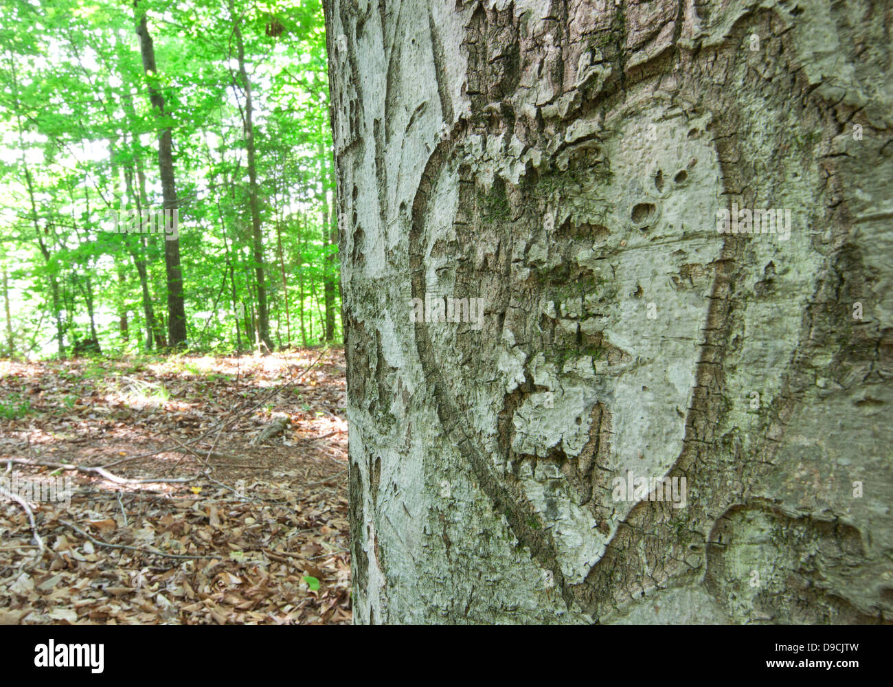Vintage heart shape forest hi-res stock photography and images - Alamy