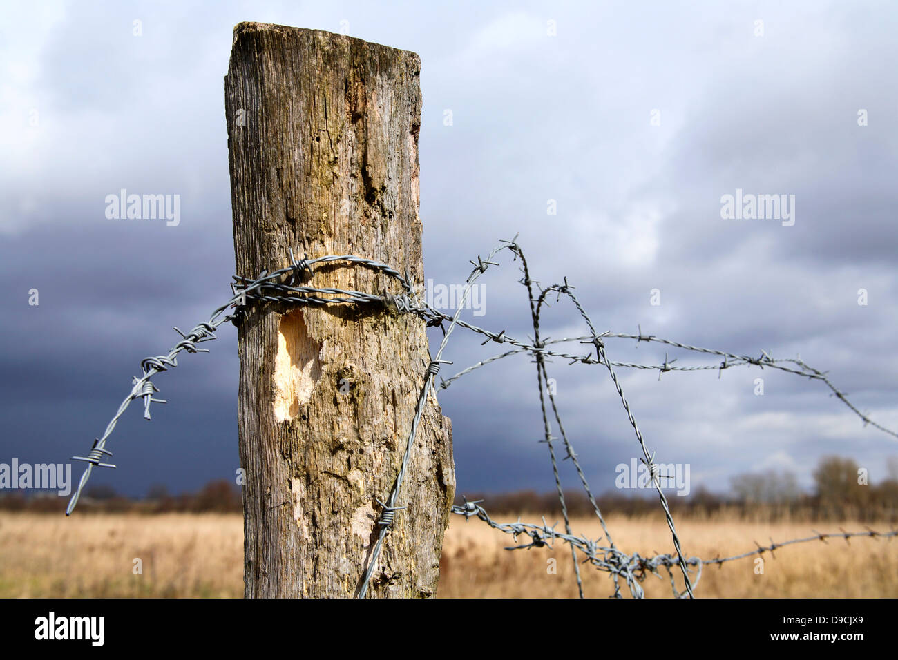 Pasture fence with barbed wire on the Elbe Stock Photo - Alamy