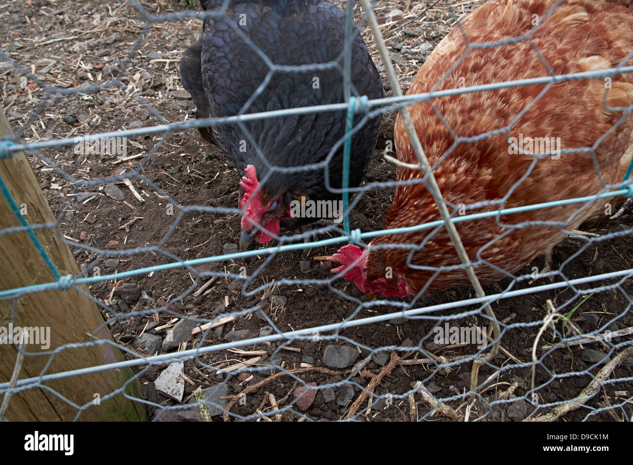 Chickens chicken coups hi-res stock photography and images - Alamy