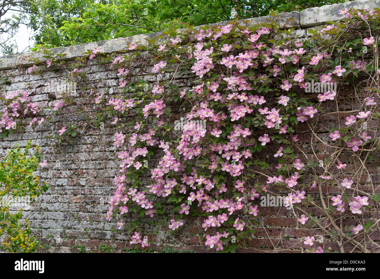 Walled garden at Wallington Hall gardens in Northumberland. National ...