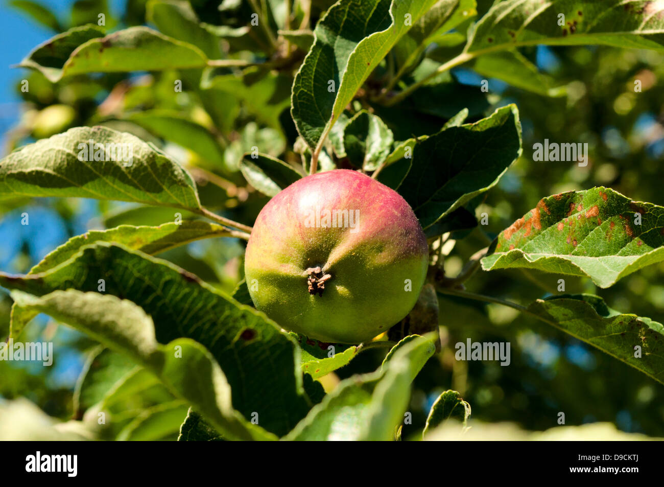 Single and organic apple on the tree Stock Photo - Alamy