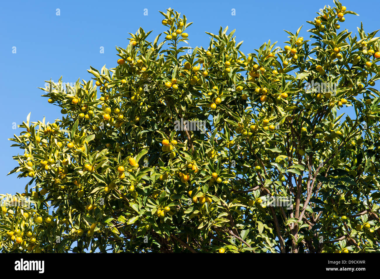 Kumquat tree with fruit Stock Photo - Alamy