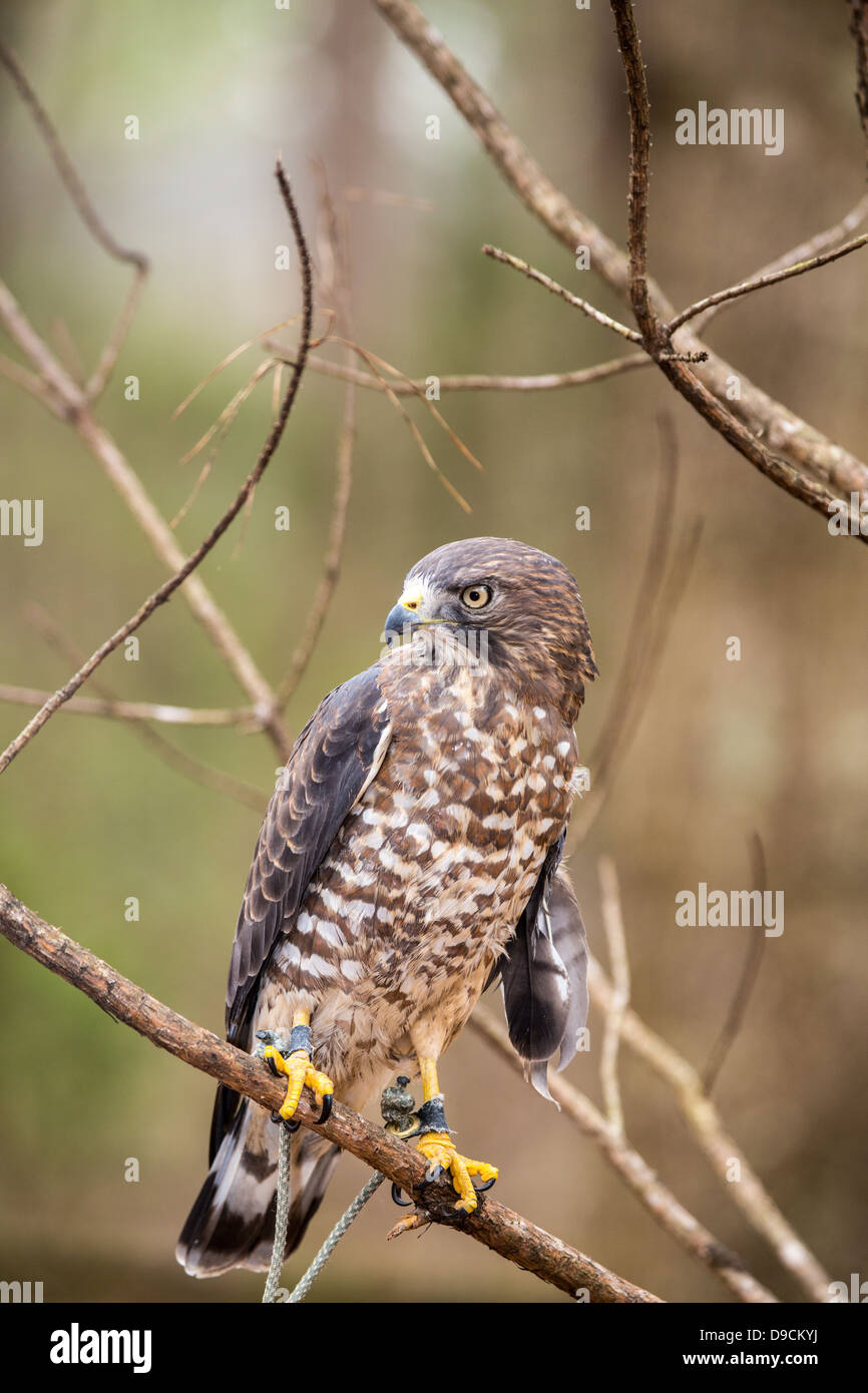 A Broad-Winged Hawk in a tree. Carolina Raptor Center Stock Photo - Alamy