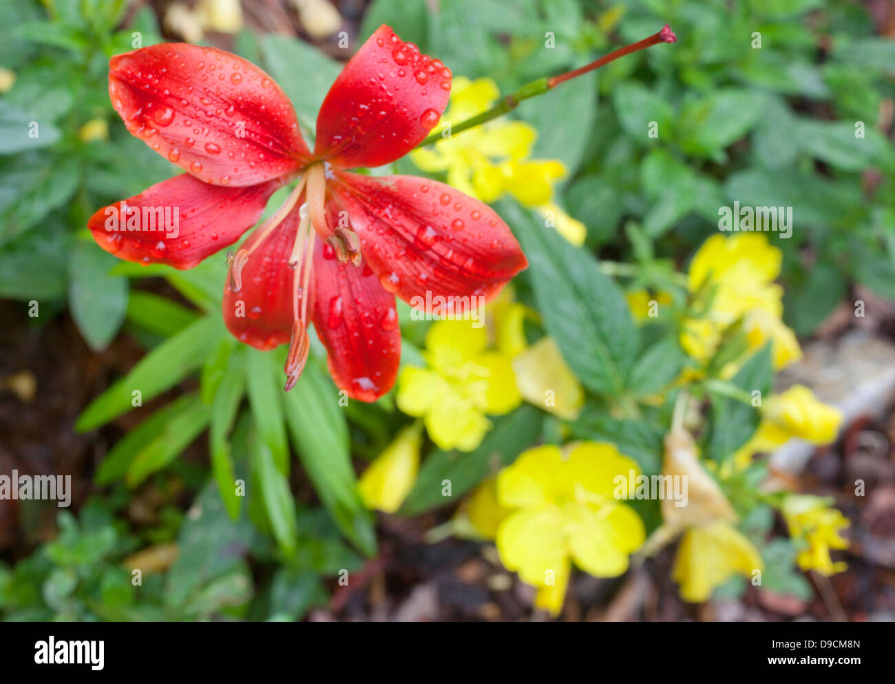 a garden scene of water droplets on a red Lily with yellow Buttercup ...