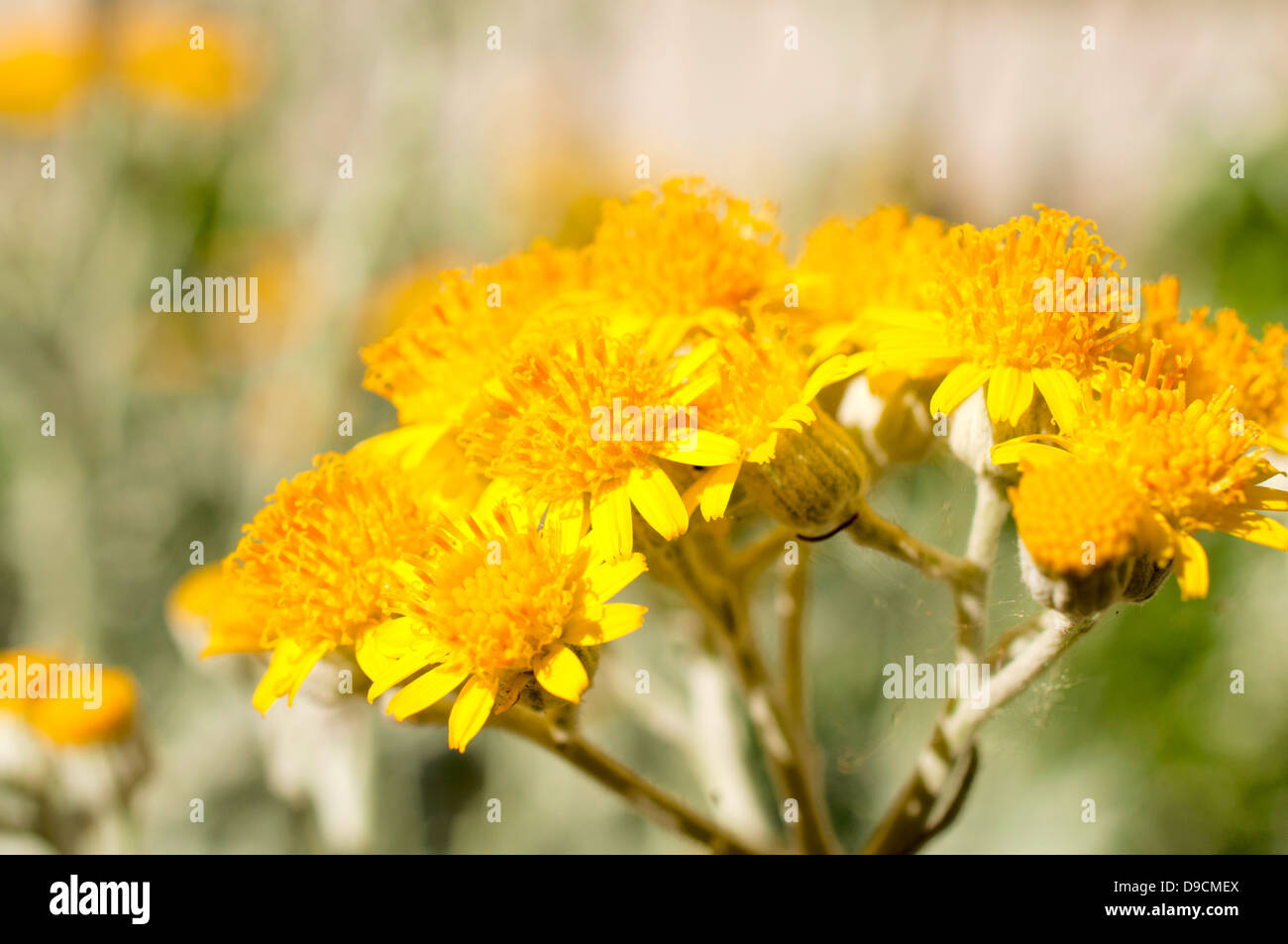 Macro shoot of the pollen on flower Stock Photo - Alamy