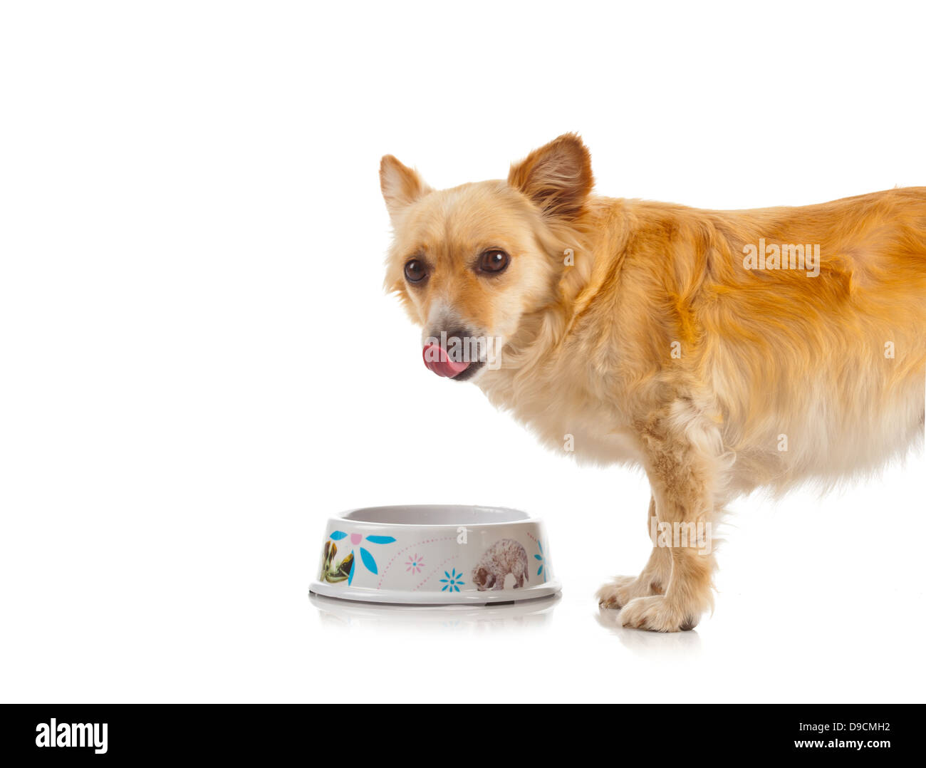 Spitz dog eating on white background Stock Photo - Alamy