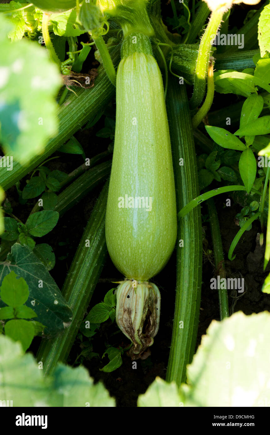Selective focus on raw zucchini in the bush Stock Photo - Alamy
