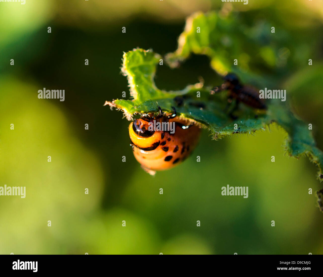 Macro shoot of potato beetle on leaf Stock Photo - Alamy