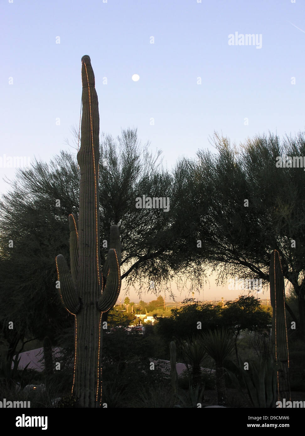 Saguaro National Park in Arizona preserves the iconic Saguaro cactus ...