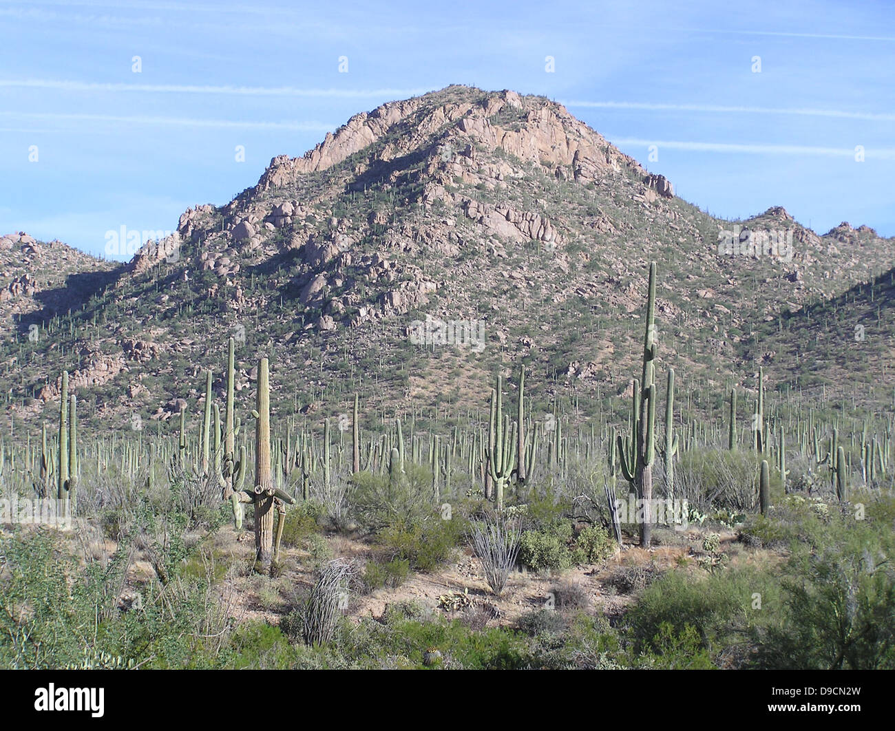 Saguaro National Park in Arizona is home to the iconic saguaro cactus ...