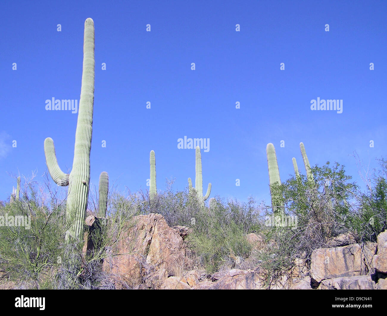 Saguaro National Park in Arizona is known for its iconic saguaro cacti ...
