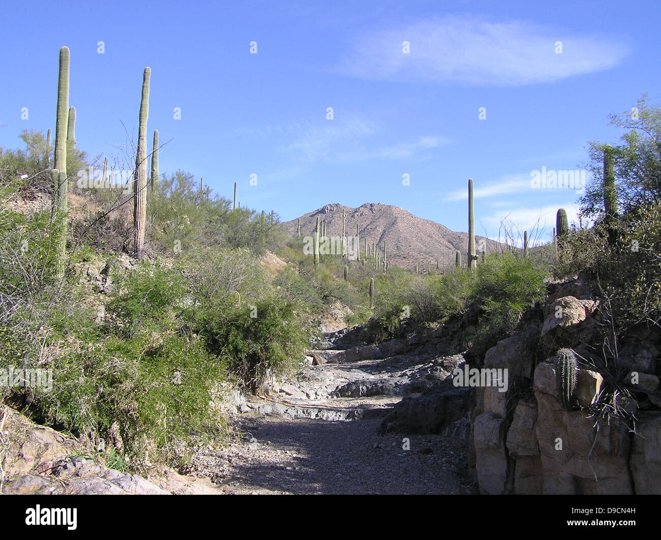 Saguaro National Park in Arizona is famous for its vast forests of ...
