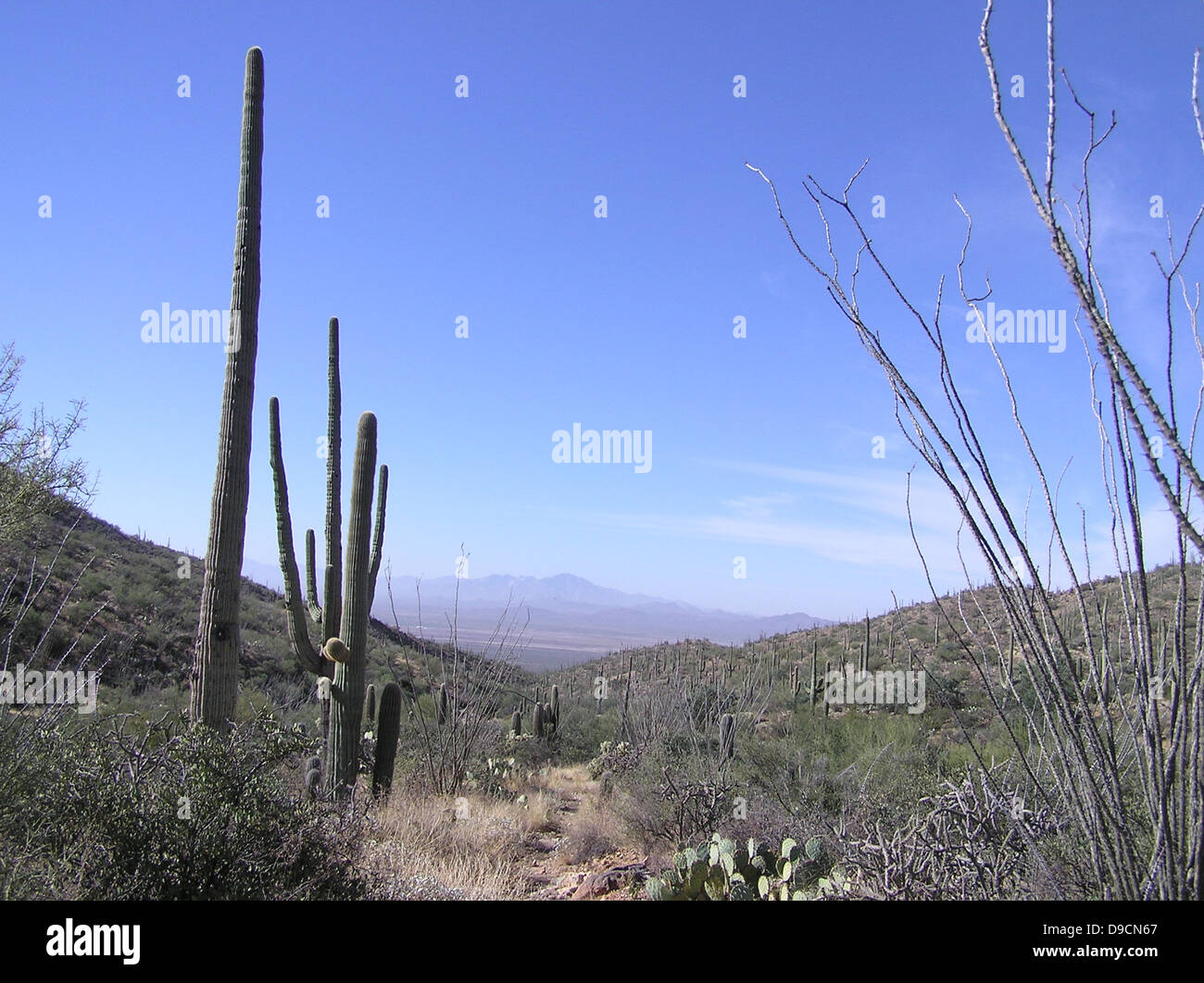 Saguaro National Park in Arizona is home to the iconic saguaro cactus ...