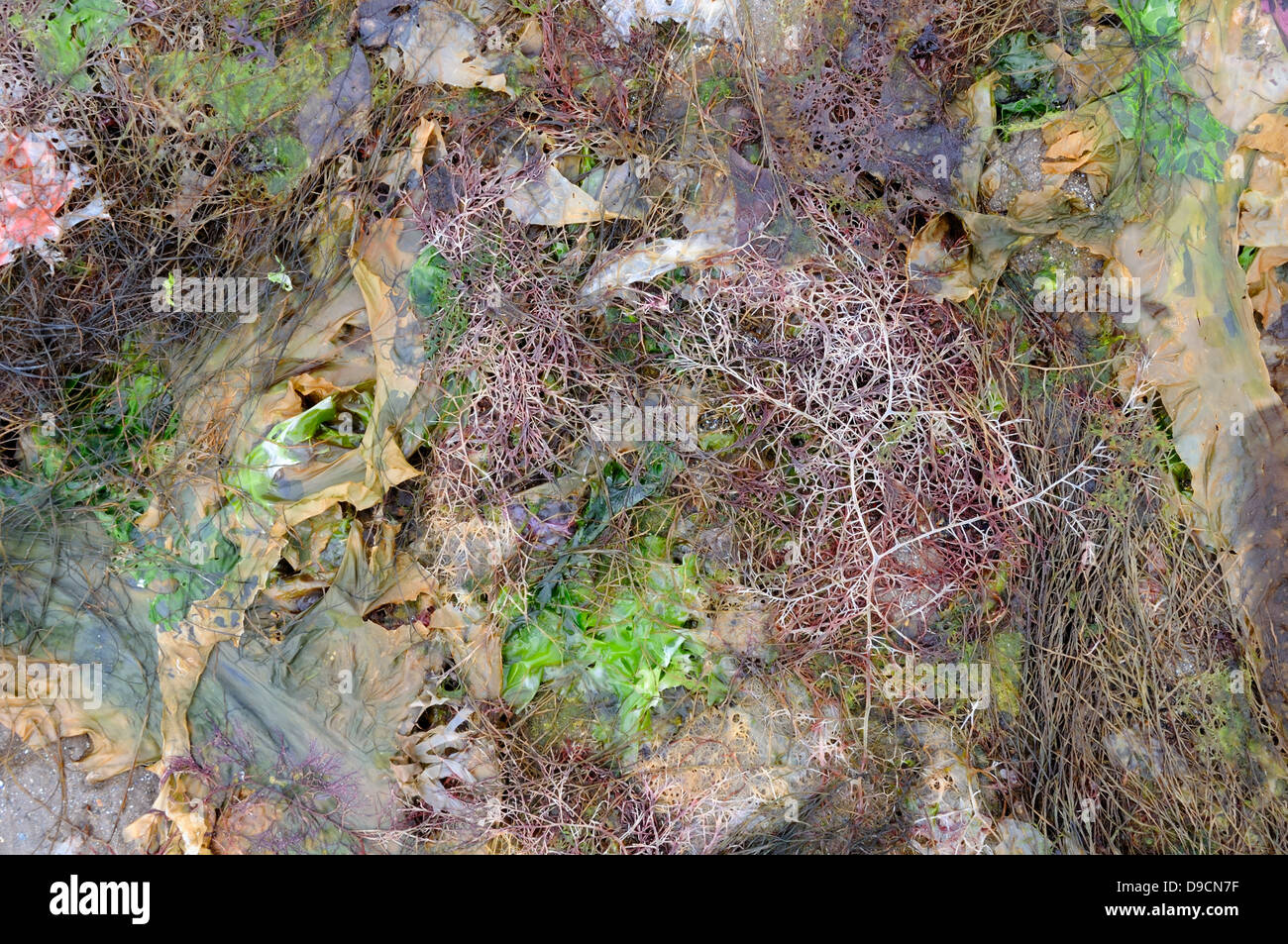 Seaweed decomposition hi-res stock photography and images - Alamy