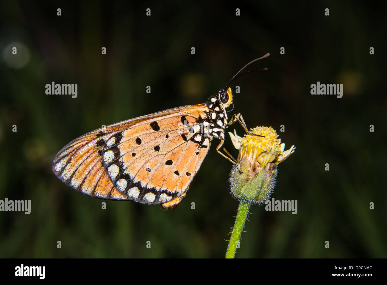 Butterfly in yellow colors hi-res stock photography and images - Alamy