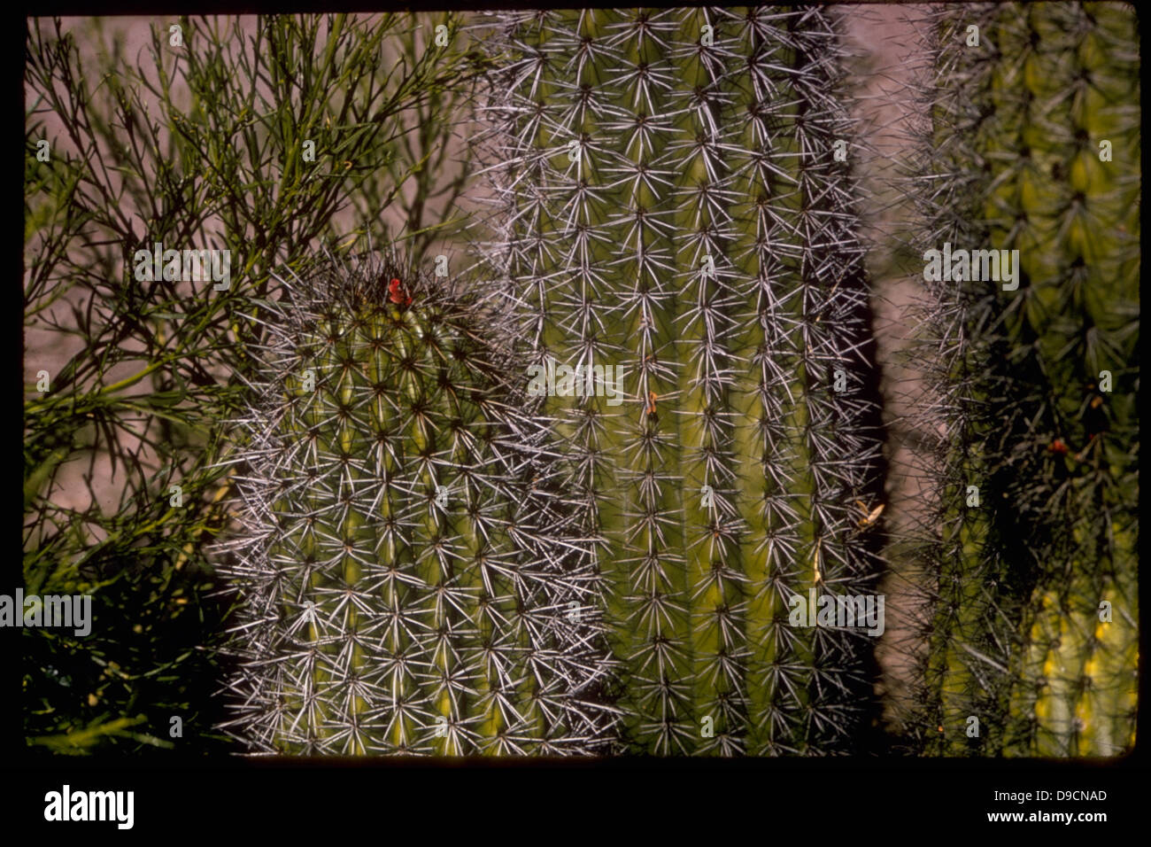Saguaro National Park in Arizona is home to the iconic saguaro cactus ...