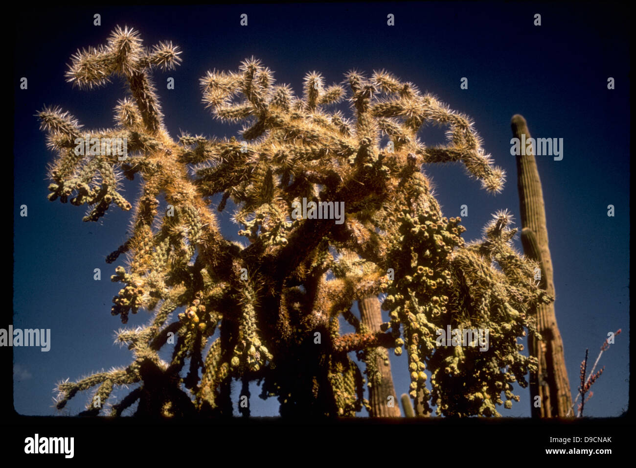 Saguaro National Park, located in Arizona, is famous for its iconic ...