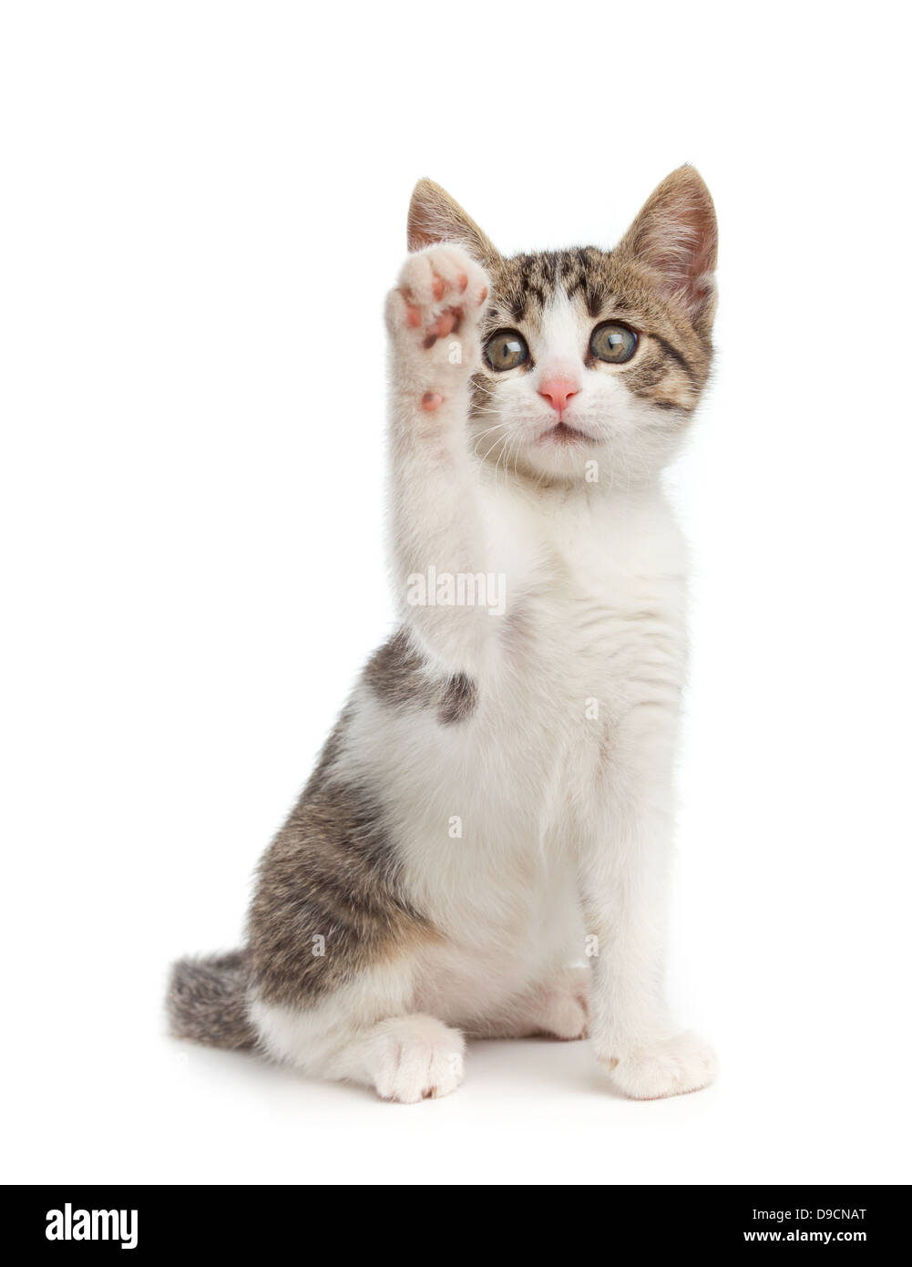Young kitten sitting on white background Stock Photo - Alamy