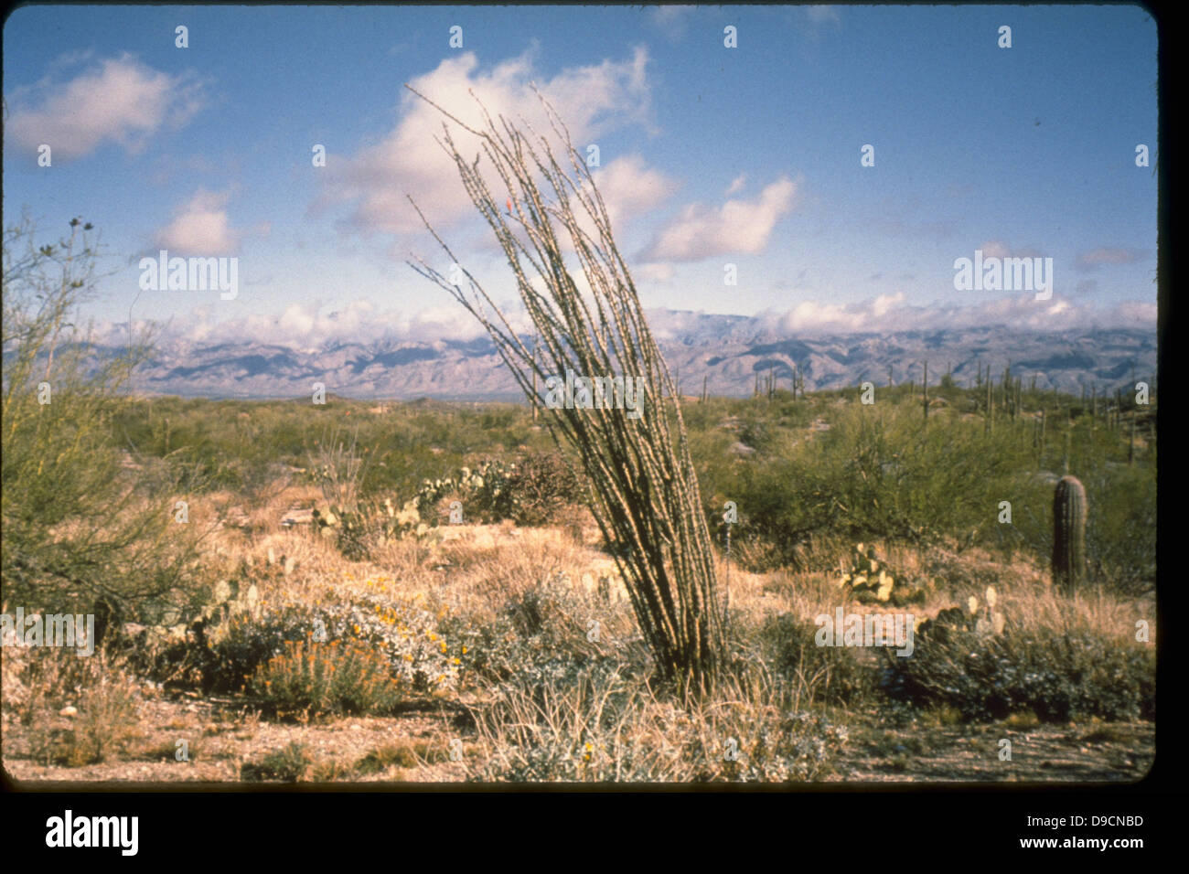 Saguaro National Park in Arizona is known for its iconic saguaro cacti ...
