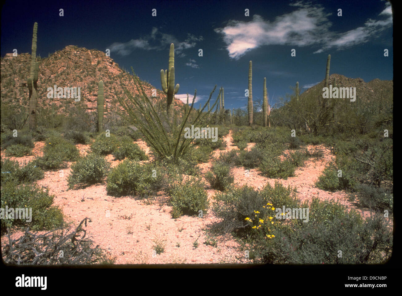 Saguaro National Park, located in southern Arizona, is home to the ...