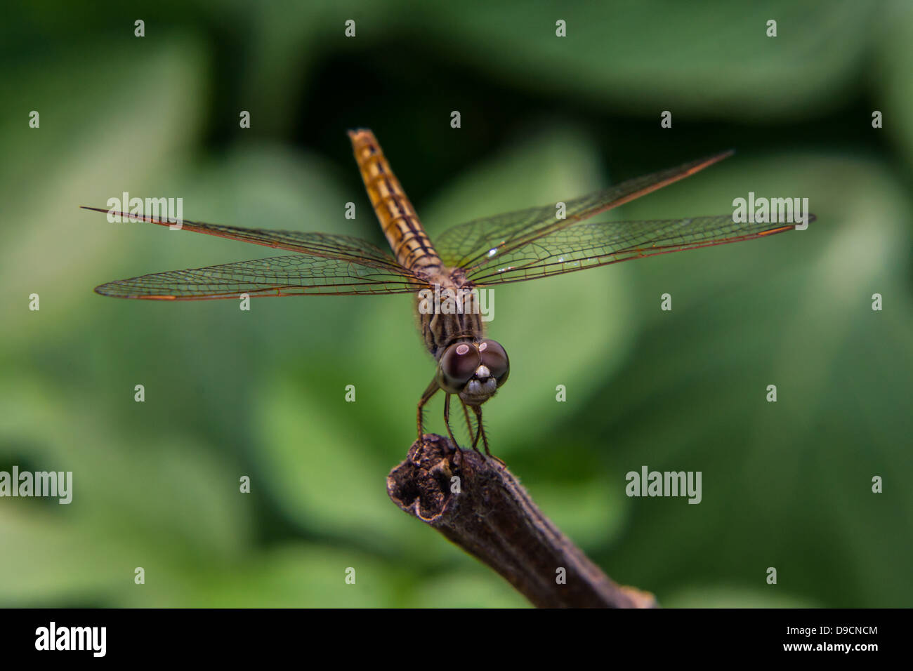 Dragonfly on the nature, macro Stock Photo - Alamy