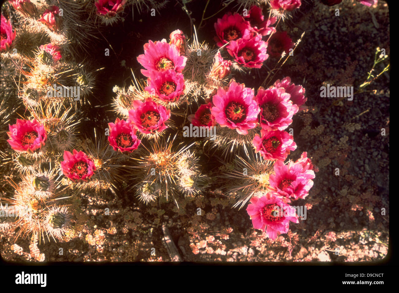 Saguaro National Park in Arizona is home to the iconic saguaro cactus ...