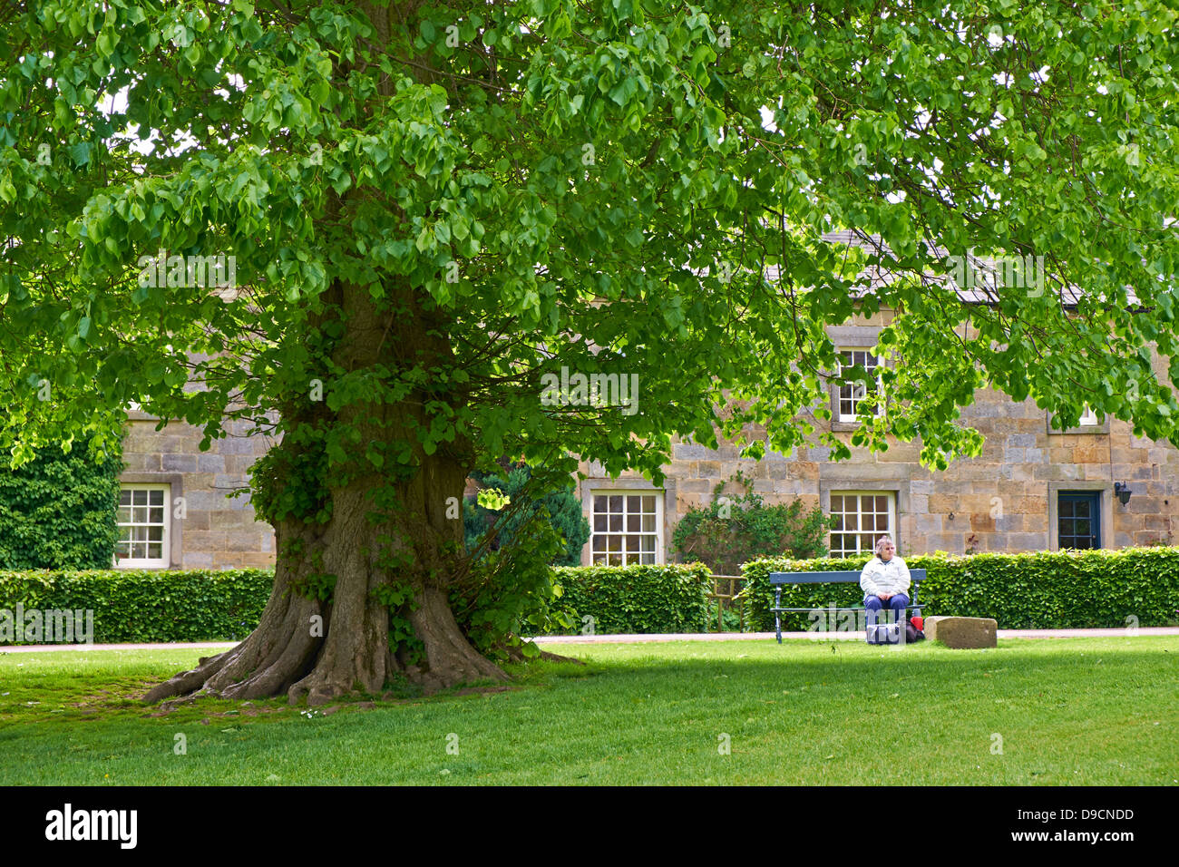 One Tourist under a large Tree at Wallington Hall in Northumberland ...