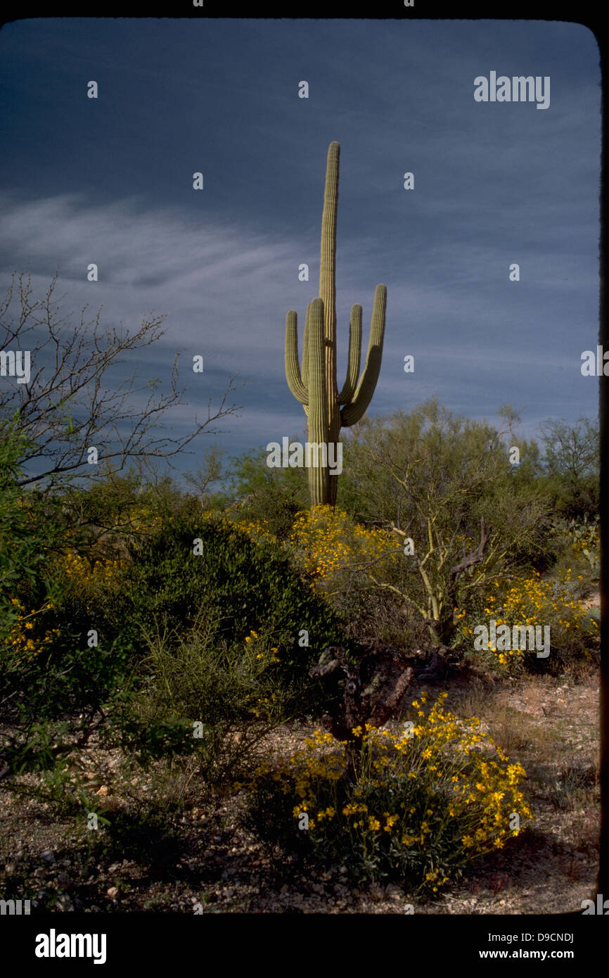 Saguaro National Park in Arizona is home to the iconic saguaro cactus ...