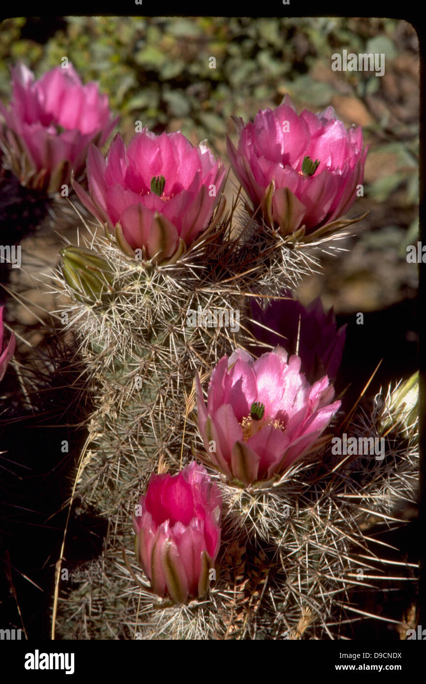 Saguaro National Park in Arizona is home to the iconic saguaro cactus ...