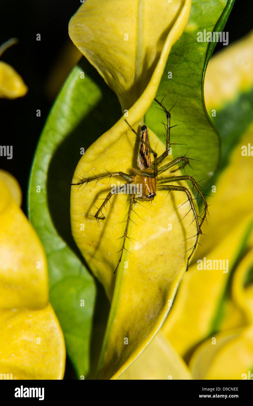 spider on green leaf Stock Photo - Alamy