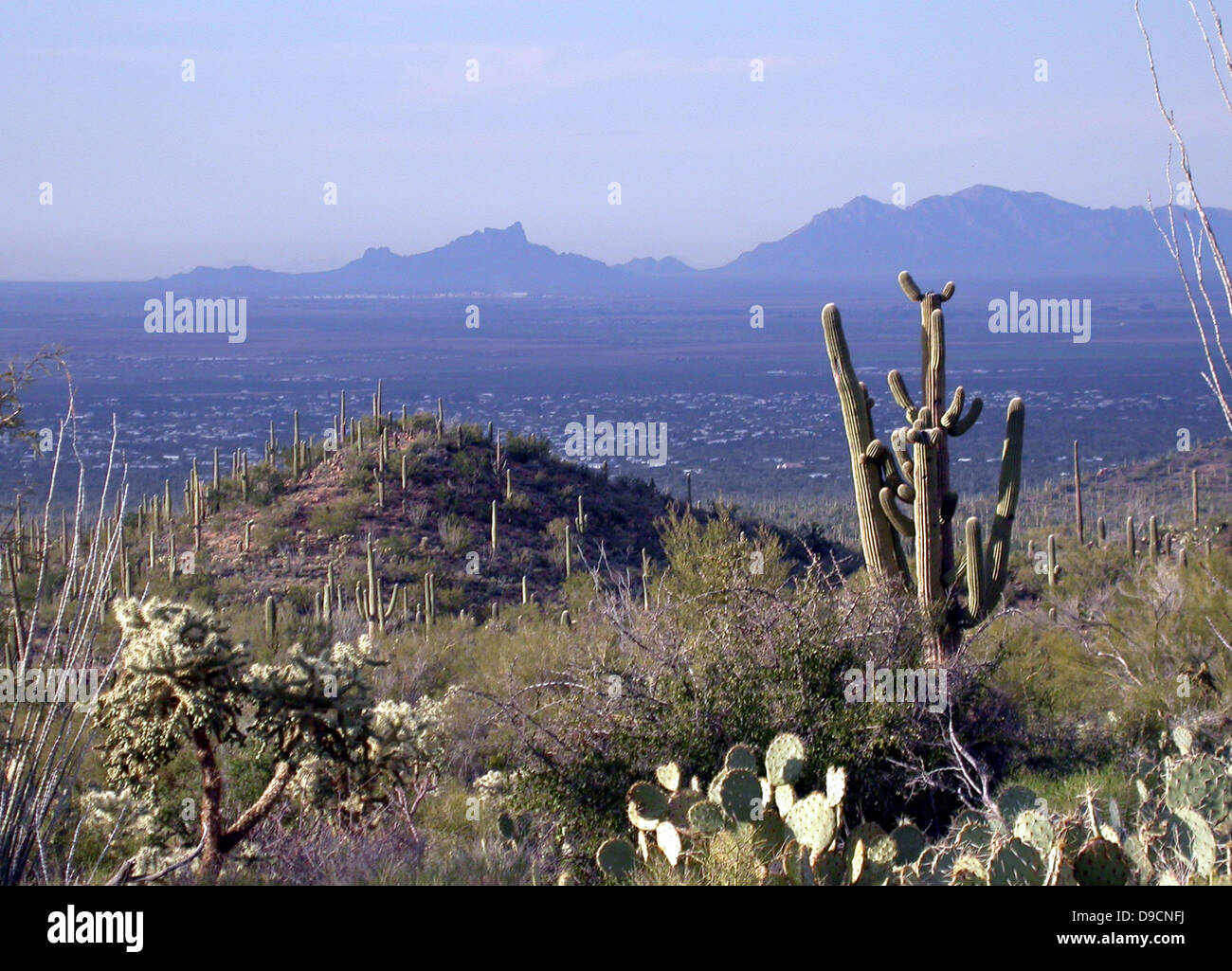 Saguaro National Park features expansive desert landscapes dotted with towering saguaro cacti ...