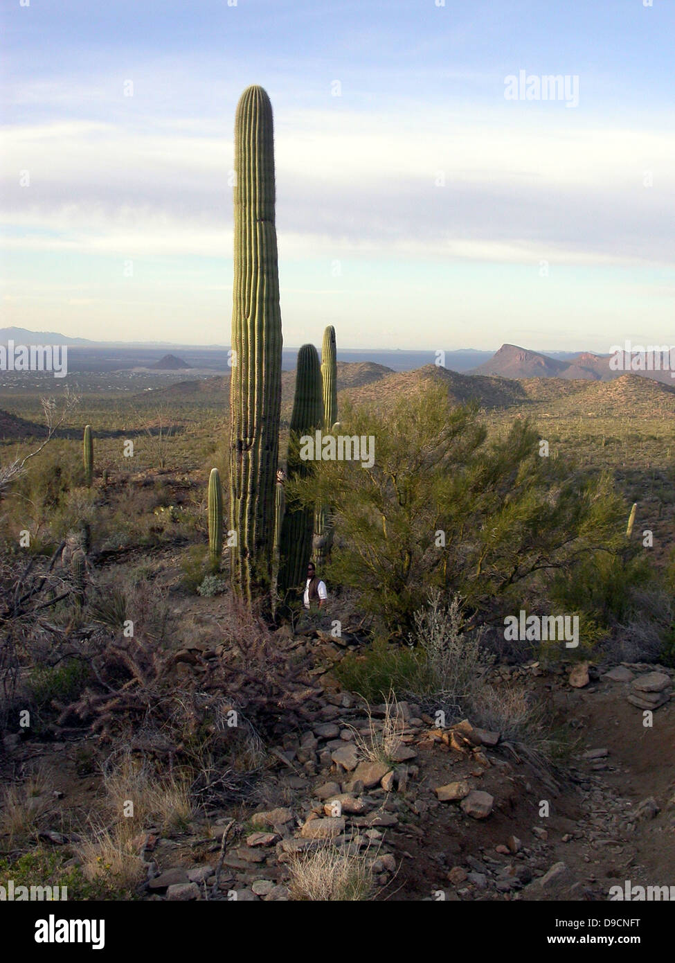 Saguaro National Park in Arizona is known for its iconic saguaro cacti ...