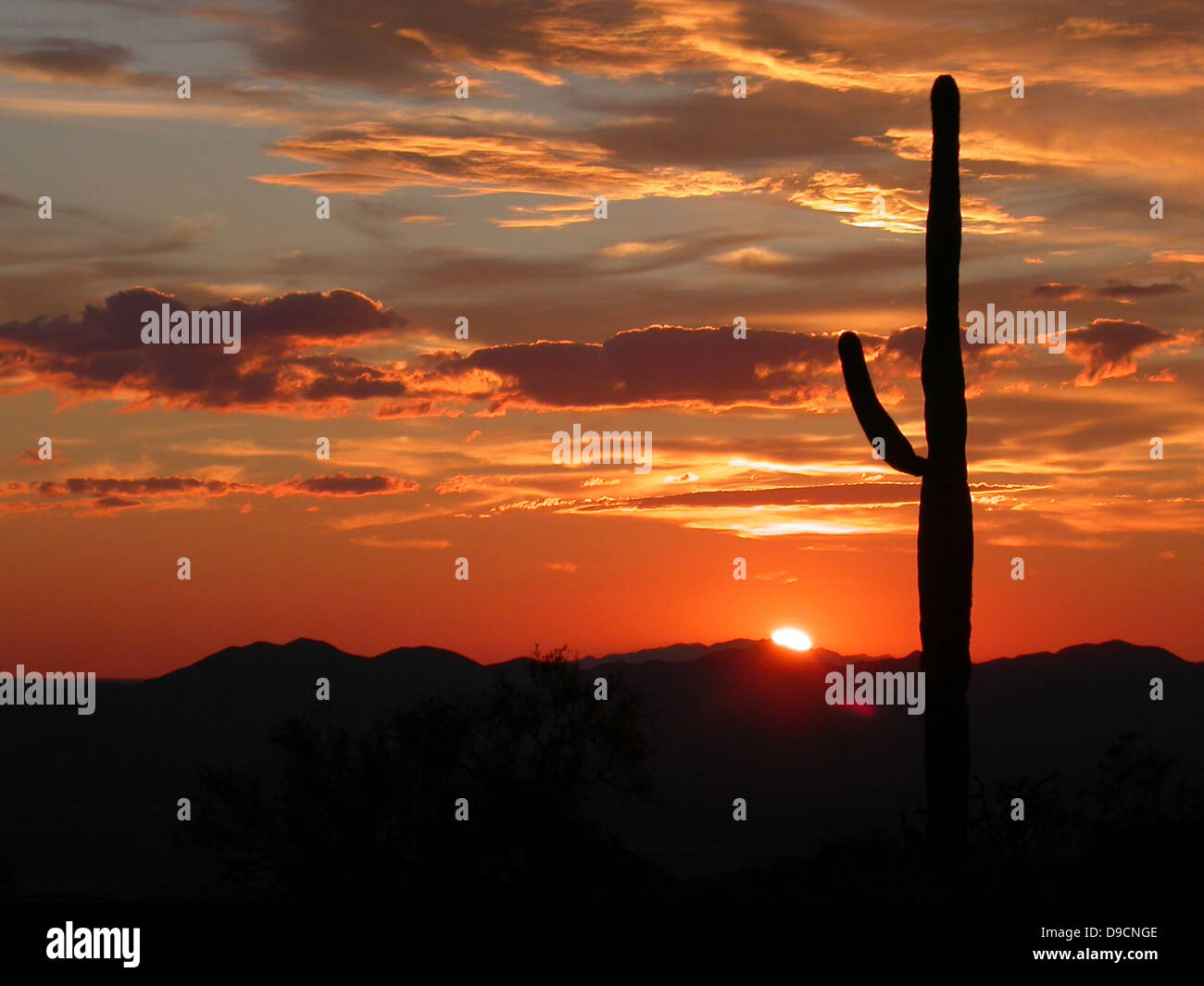 Saguaro National Park Saguaro Sunset 9924 Stock Photo - Alamy