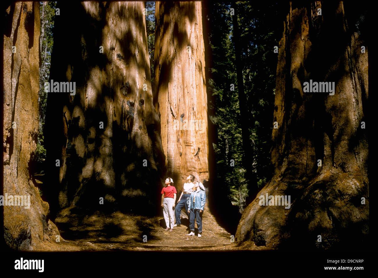 Sequoia and Kings Canyon National Parks in California are famous for ...
