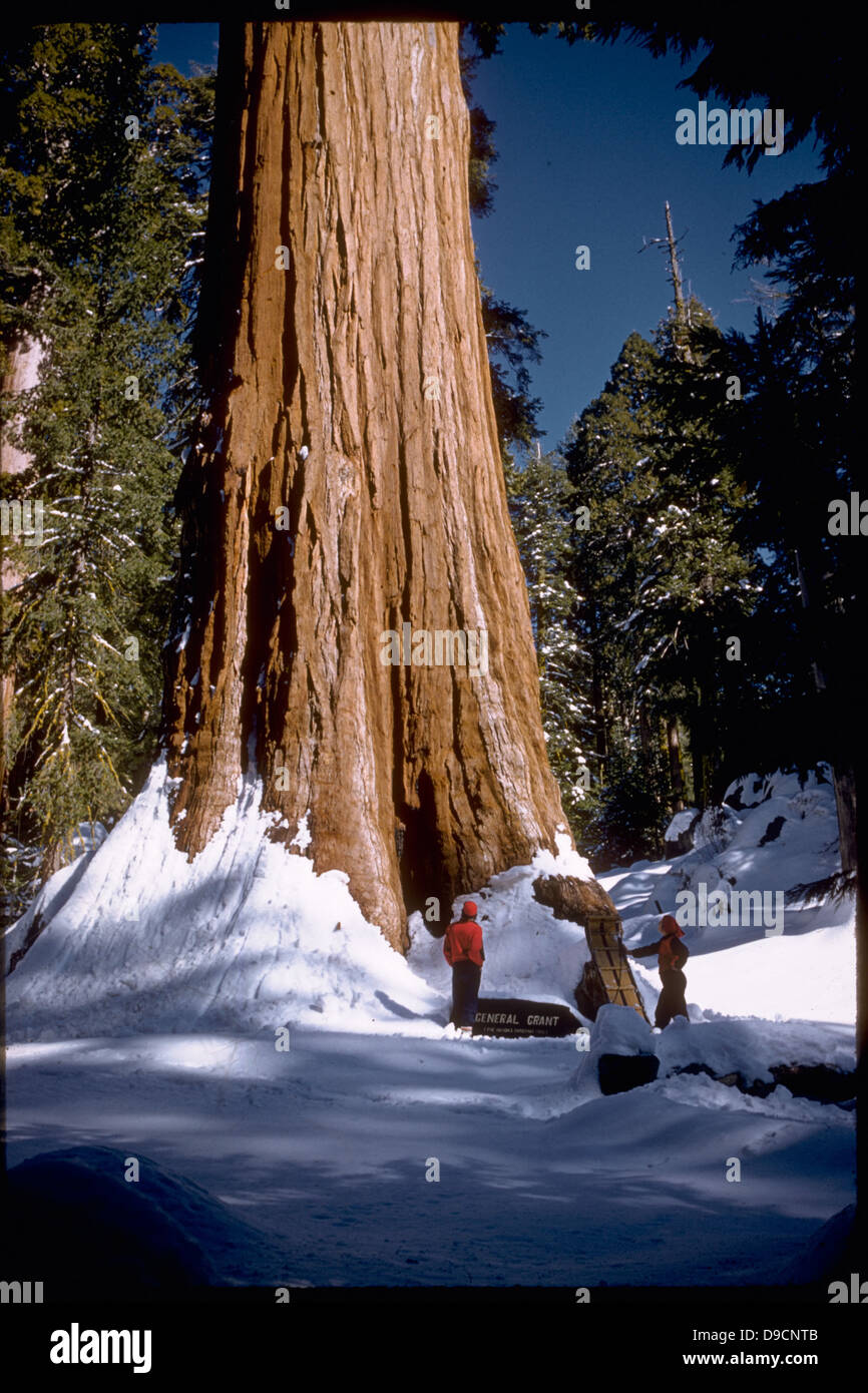 Sequoia and Kings Canyon National Parks, located in California, are ...