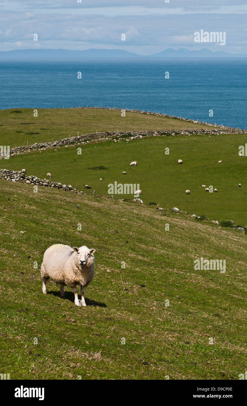 Sheep northern ireland hi-res stock photography and images - Alamy