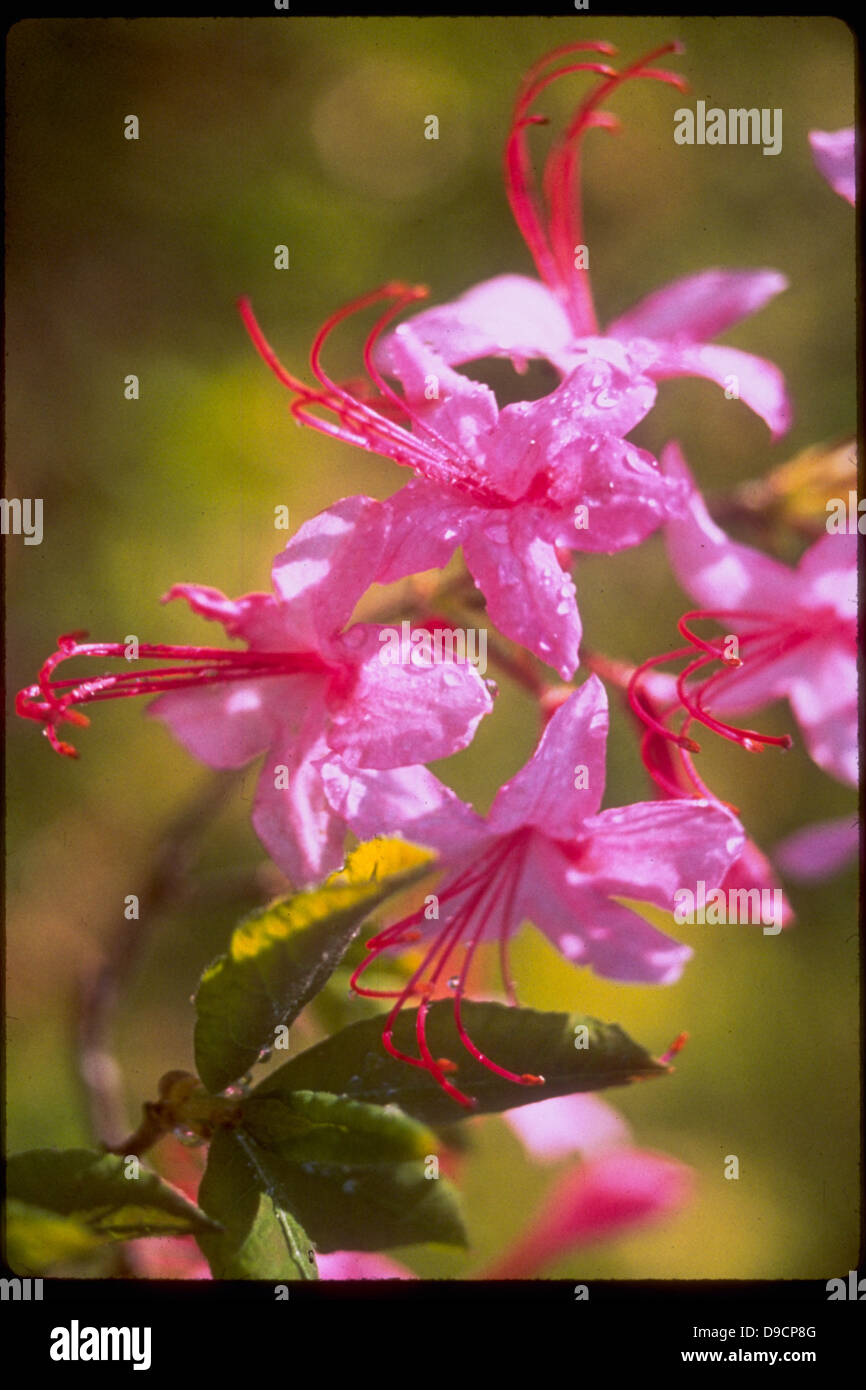 Predators In Shenandoah National Park at Helen Byrne blog